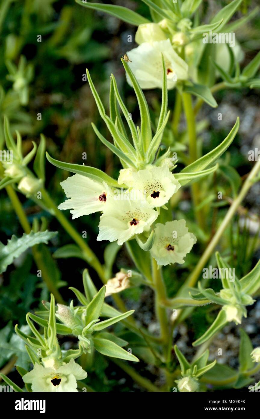 Glorietta Canyon, Ghost flower Mohavea confertiflora, Anza-Borrego ...