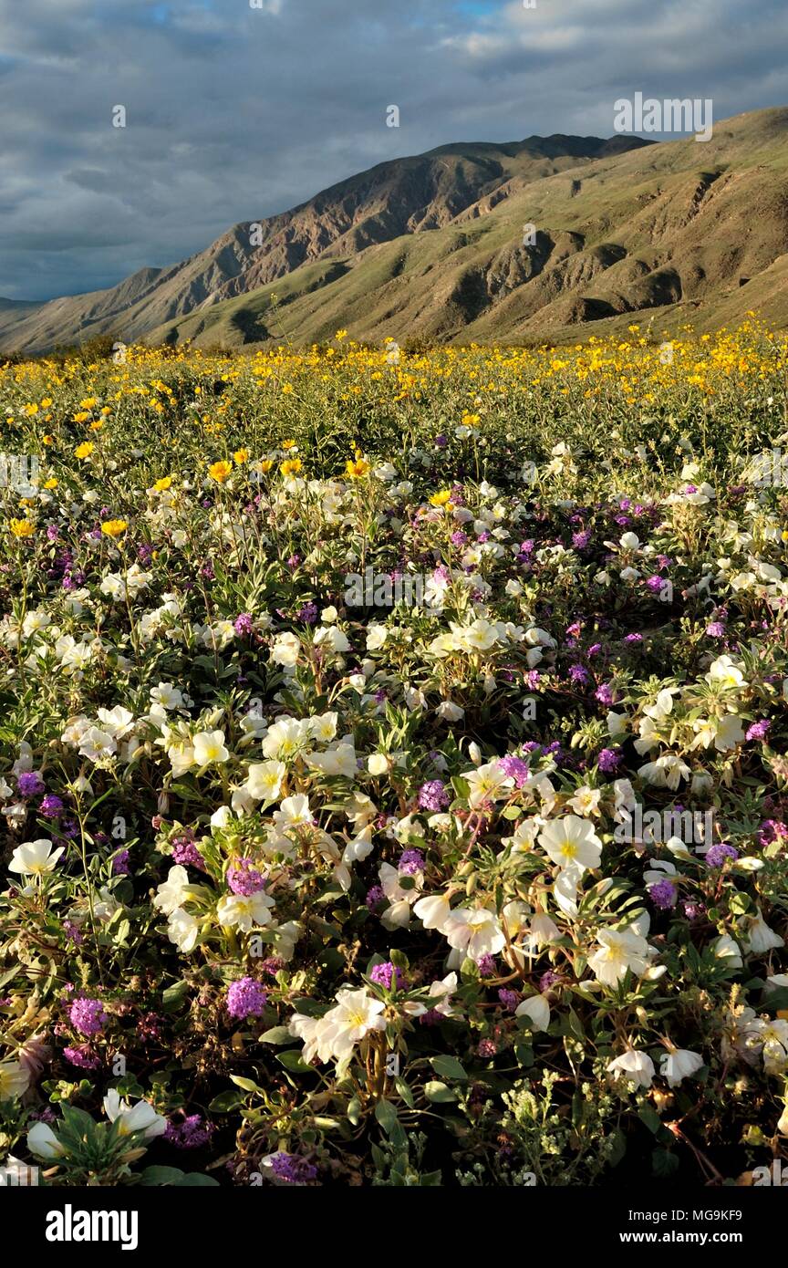 Anza Borrego: Henderson Canyon Rd., Dune evening primrose oenothera ...