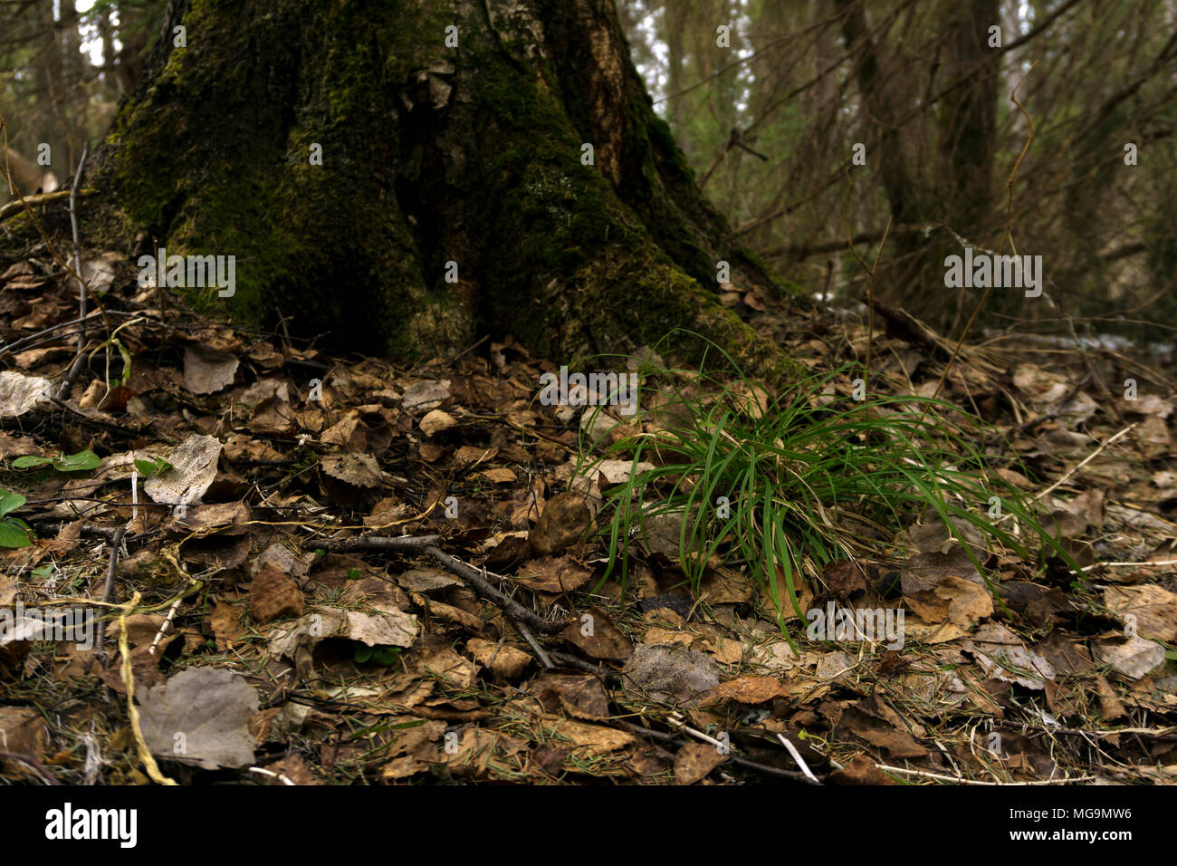Tree foot roots hi-res stock photography and images - Alamy