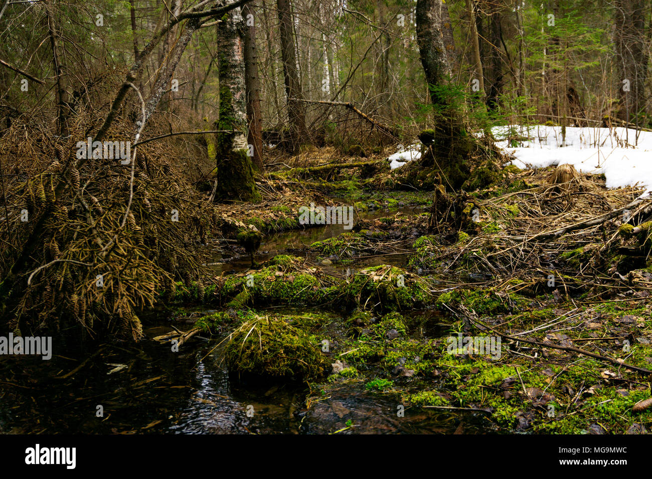 swampy thickets of mixed coniferous forests of the boreal climate ...