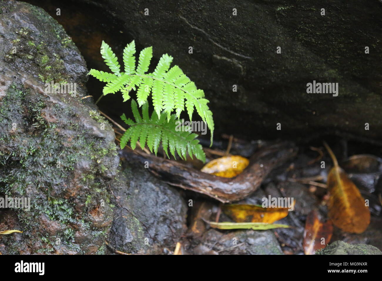 Fern leafes hi-res stock photography and images - Alamy