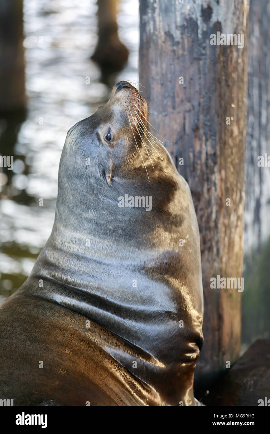 Monterey sea lion hi-res stock photography and images - Alamy