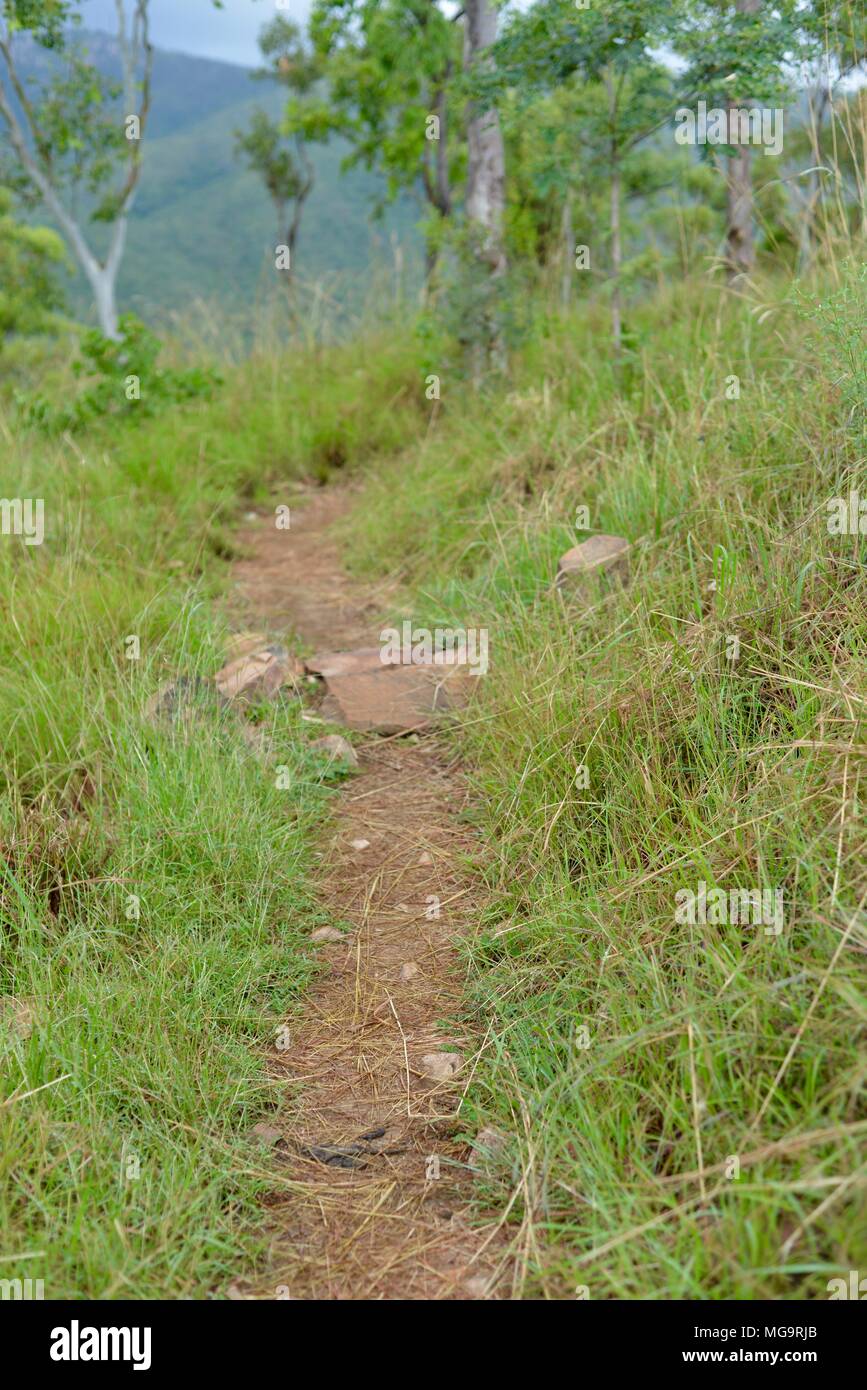 Long grass with seeding heads overhanging a gravel path in the ...