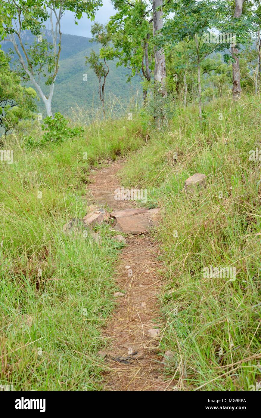 Long grass with seeding heads overhanging a gravel path in the ...