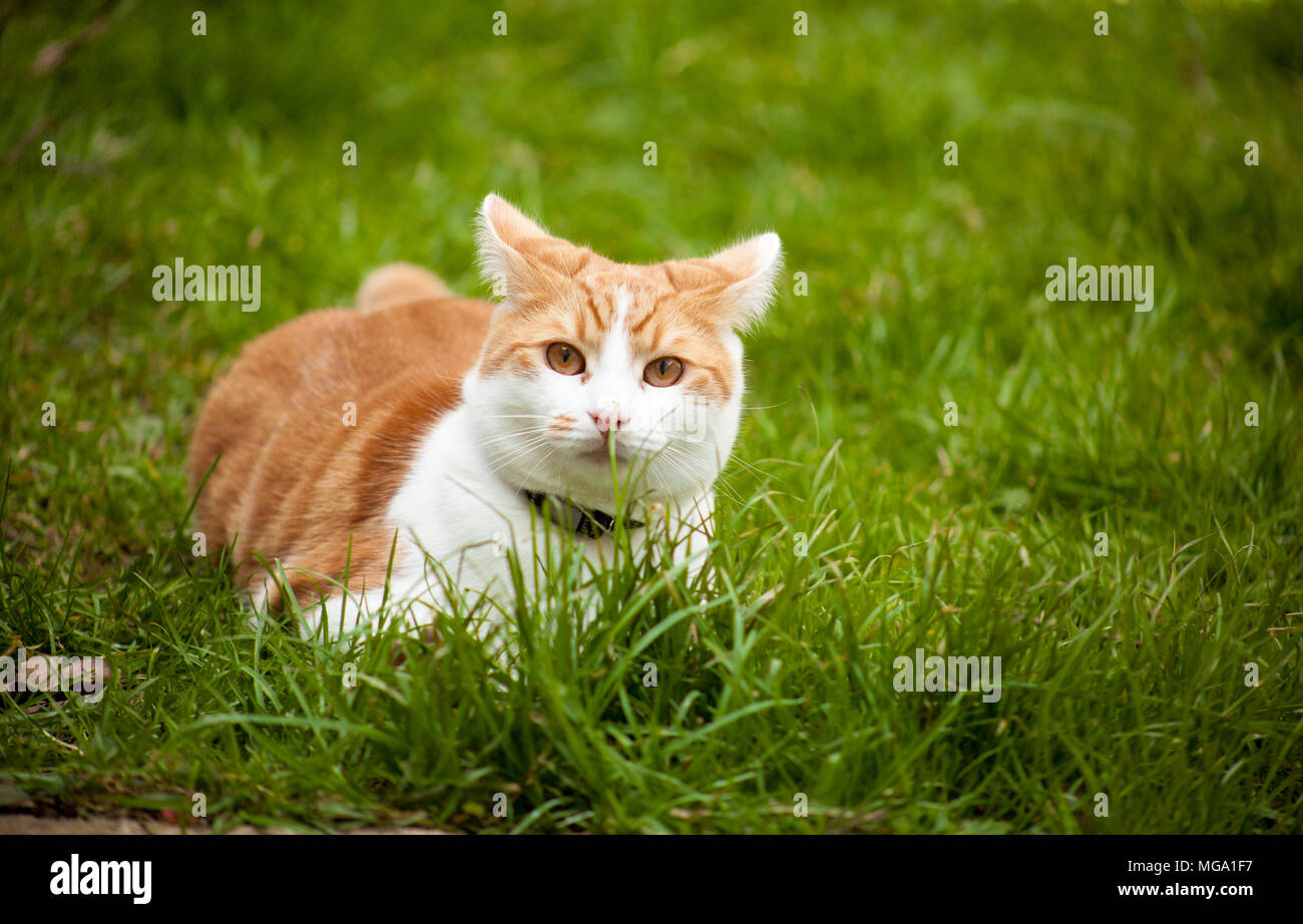 young ginger cat playing in the grass Stock Photo - Alamy