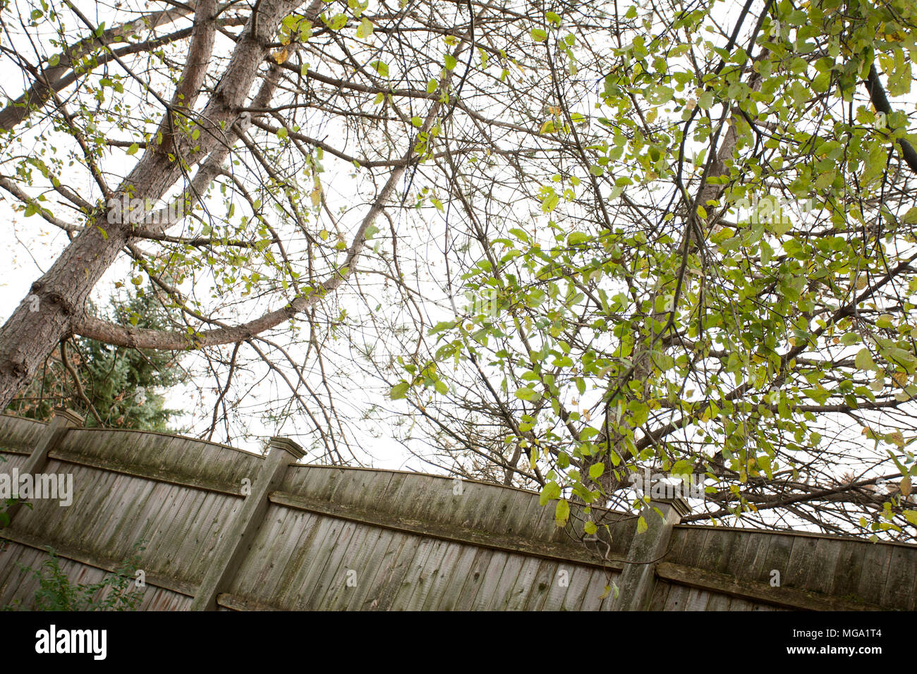 Trees grow behind a tall wooden fence Stock Photo - Alamy