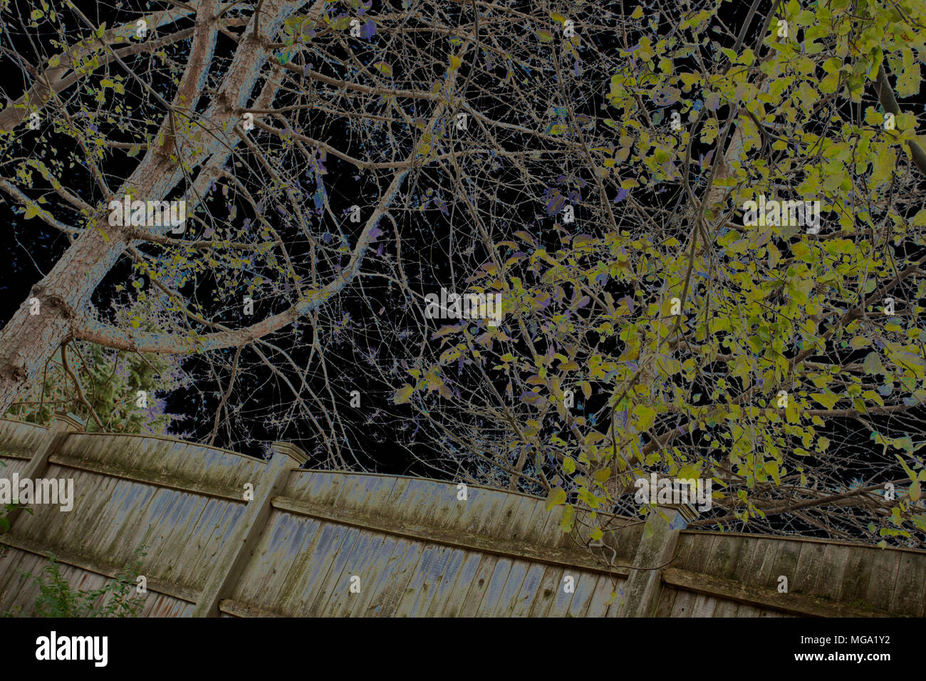 Trees grow behind a tall wooden fence Stock Photo - Alamy
