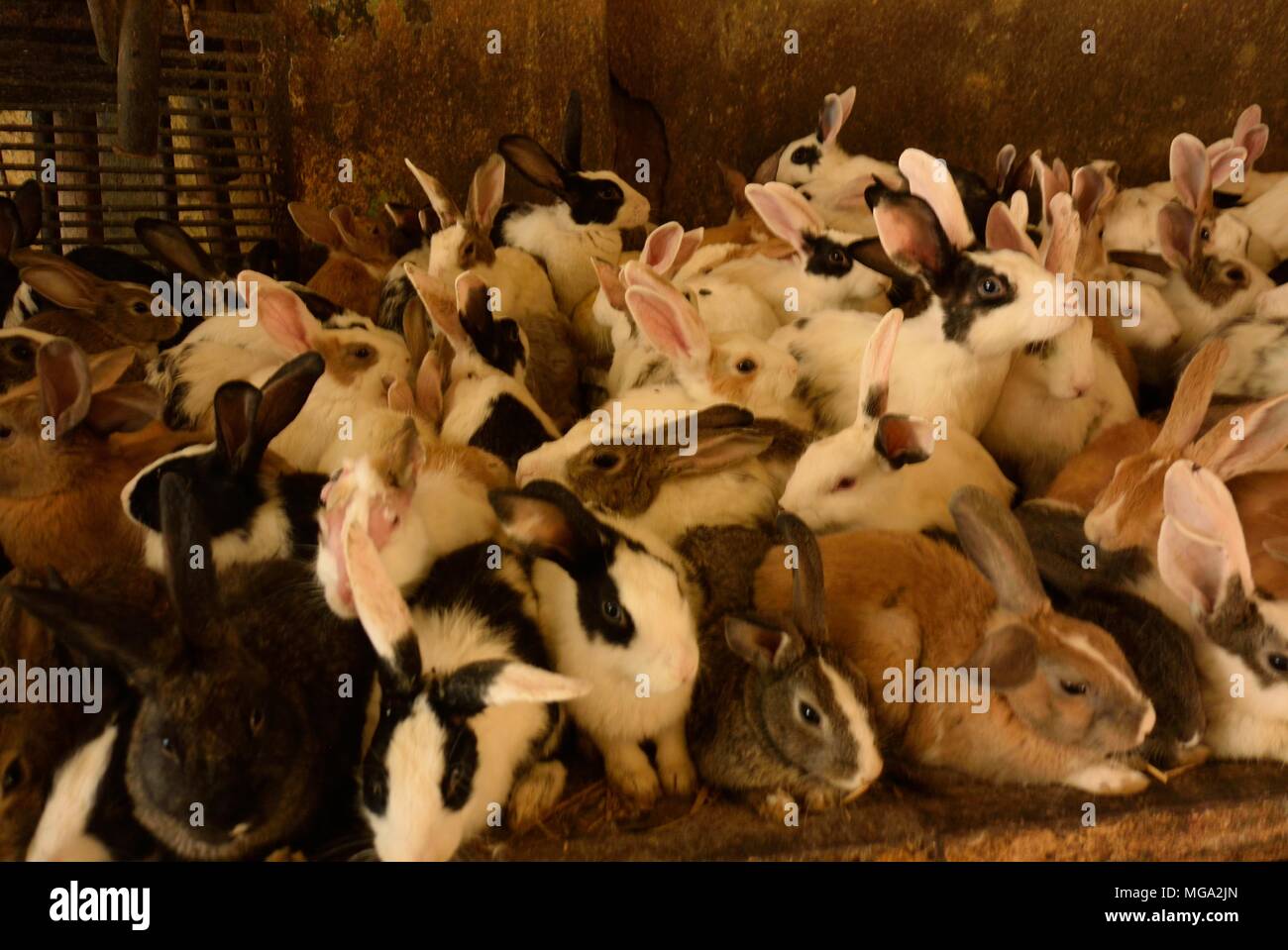 Rabbits For Sale High Resolution Stock Photography and Images - Alamy