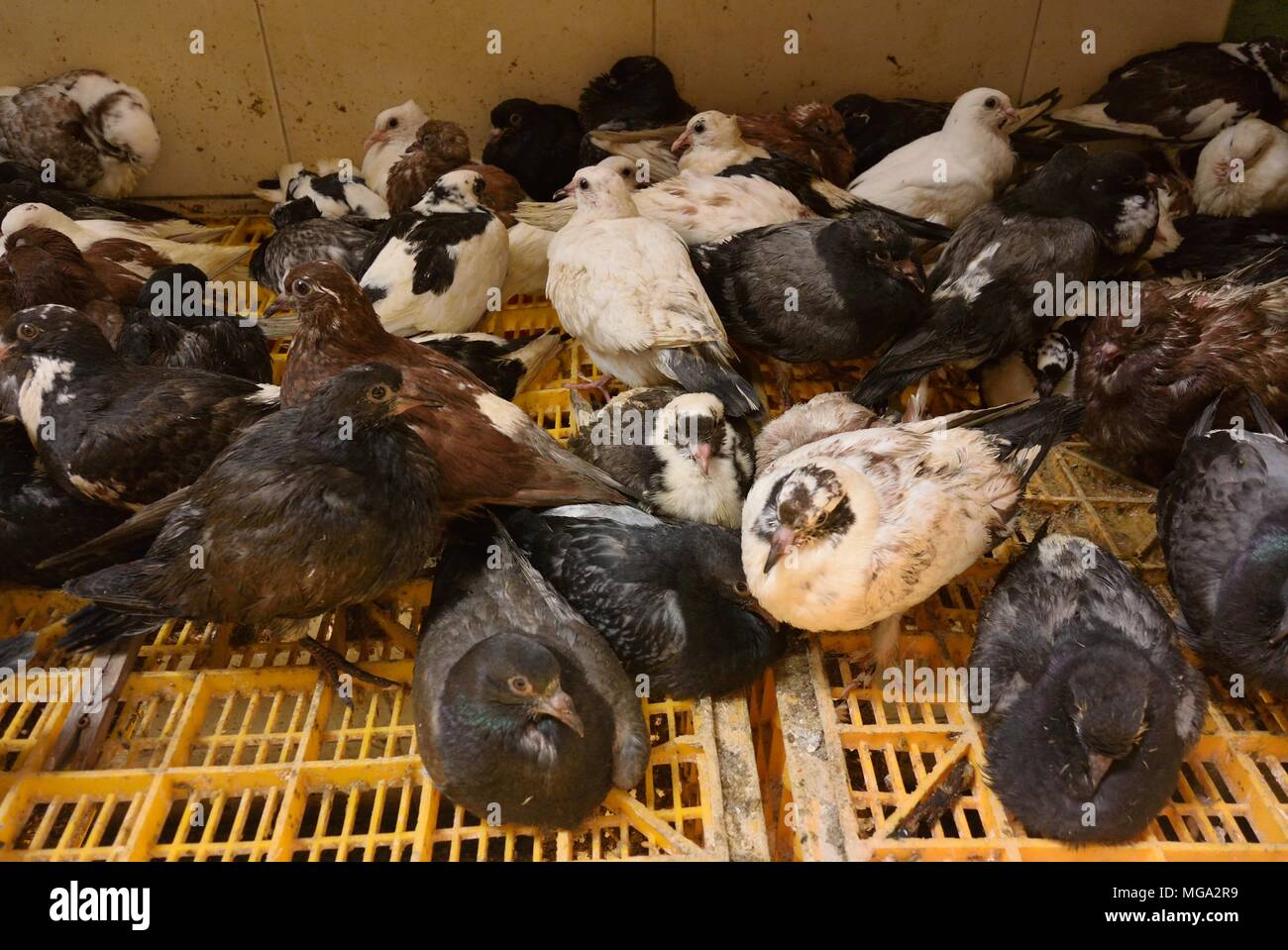 Doves or Pigeons for sale, soul or market, Alexandria, Egypt Stock ...