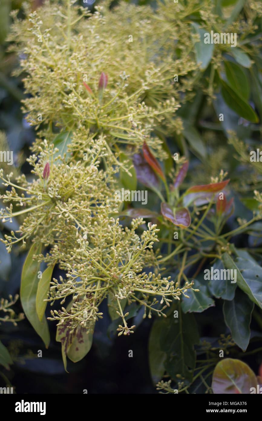 Avocado flowers at pollination time Stock Photo - Alamy