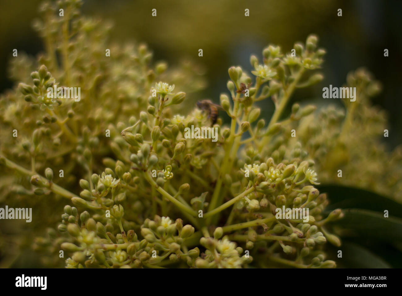 Avocado flowers at pollination time Stock Photo - Alamy