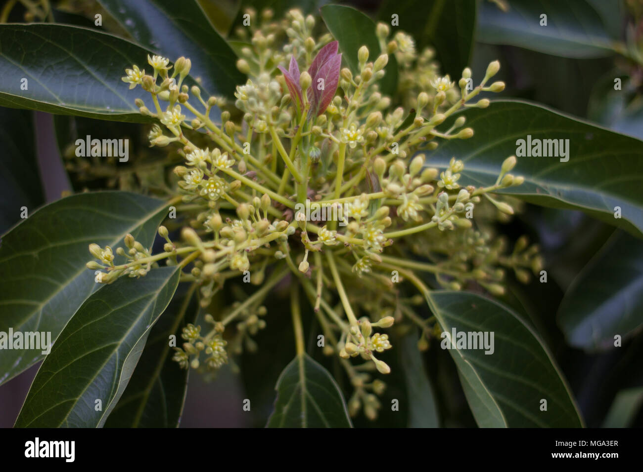 Avocado flowers at pollination time Stock Photo - Alamy