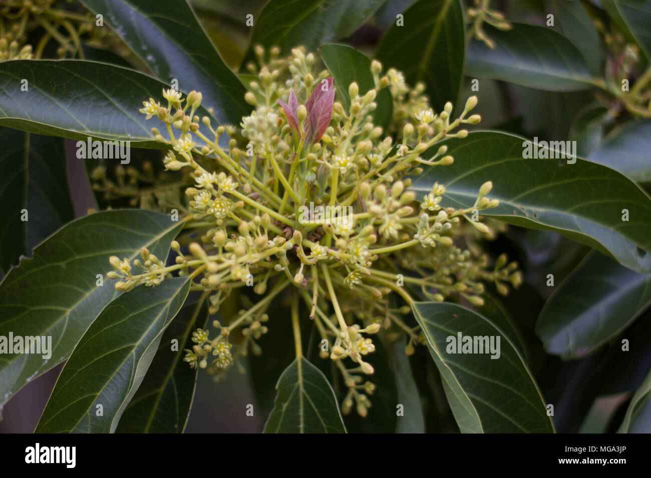 Avocado flowers at pollination time Stock Photo - Alamy