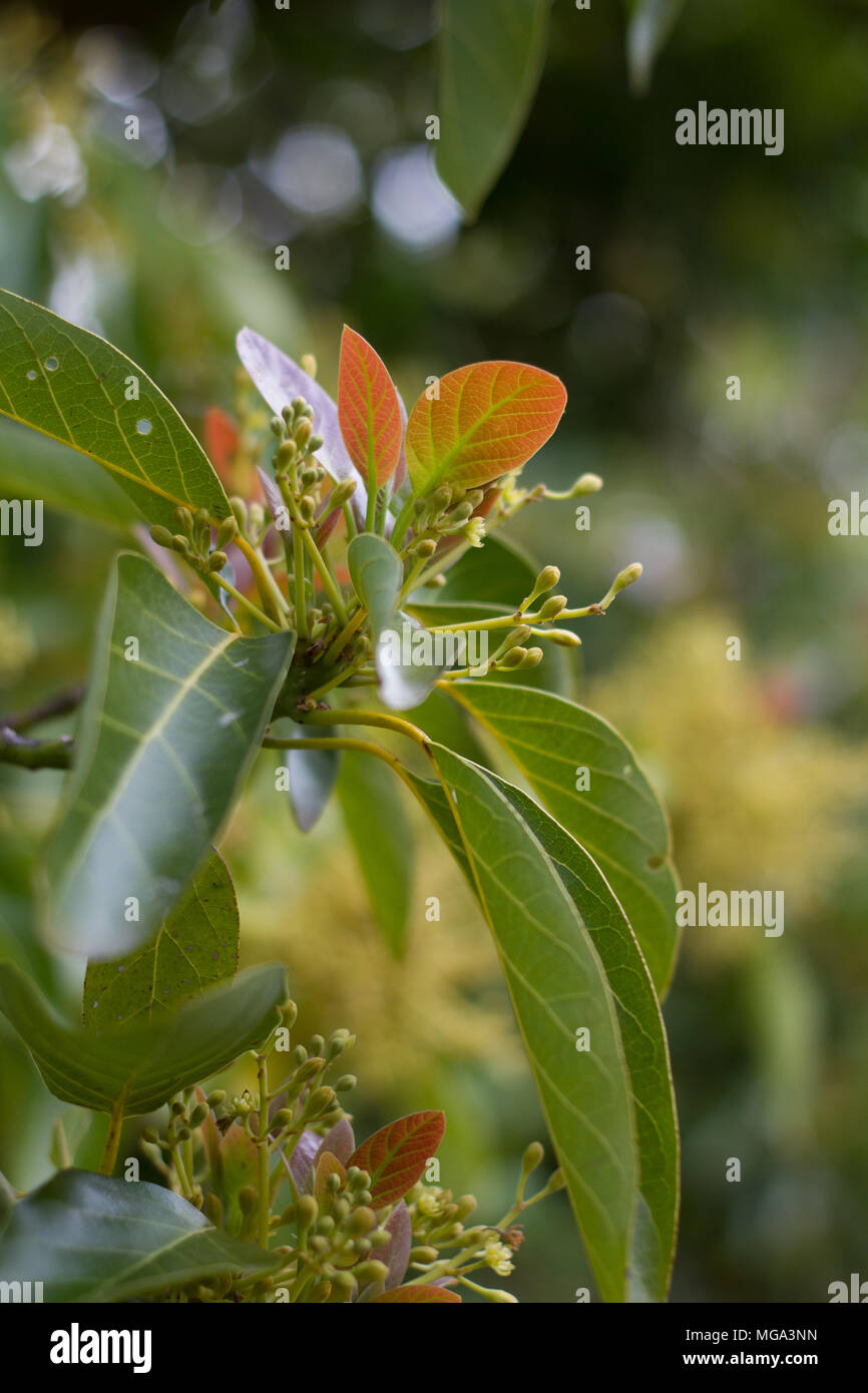 Avocado flowers at pollination time Stock Photo - Alamy