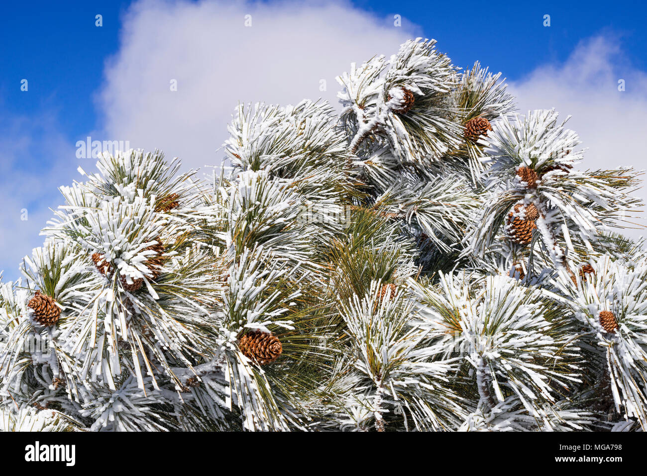 Rime ice pine cones needles hi-res stock photography and images - Alamy