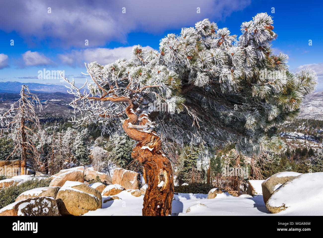 Rime ice on pine tree, San Bernardino National Forest, California USA ...