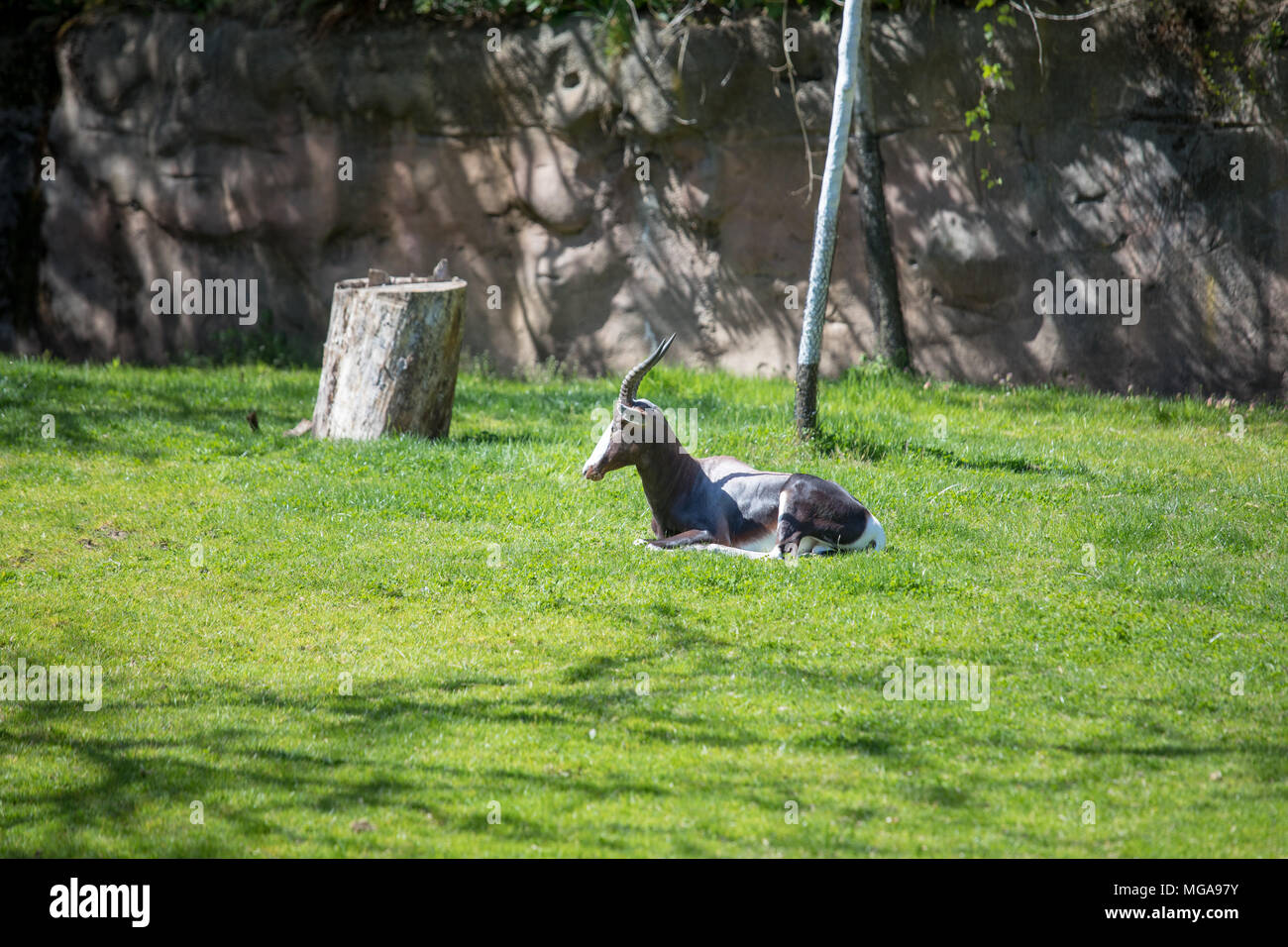 African Bontebok, Africa savanna district at Oregon Zoo Stock Photo - Alamy