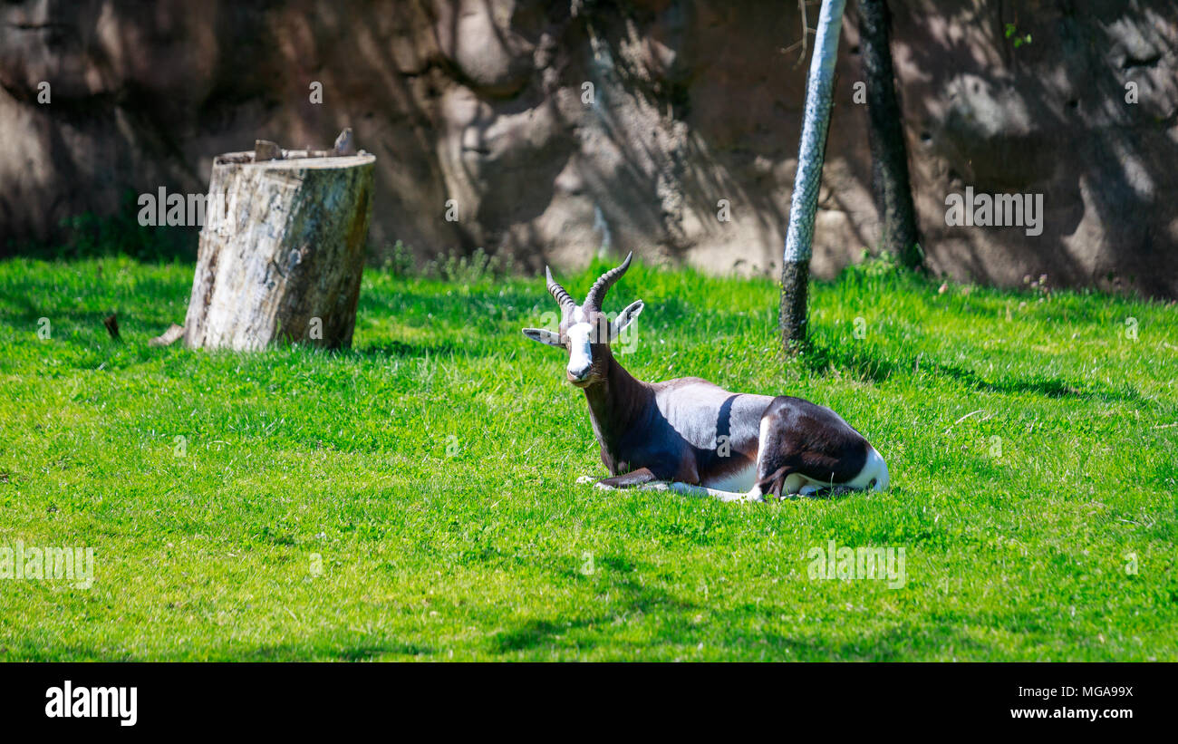African Bontebok, Africa savanna district at Oregon Zoo Stock Photo - Alamy