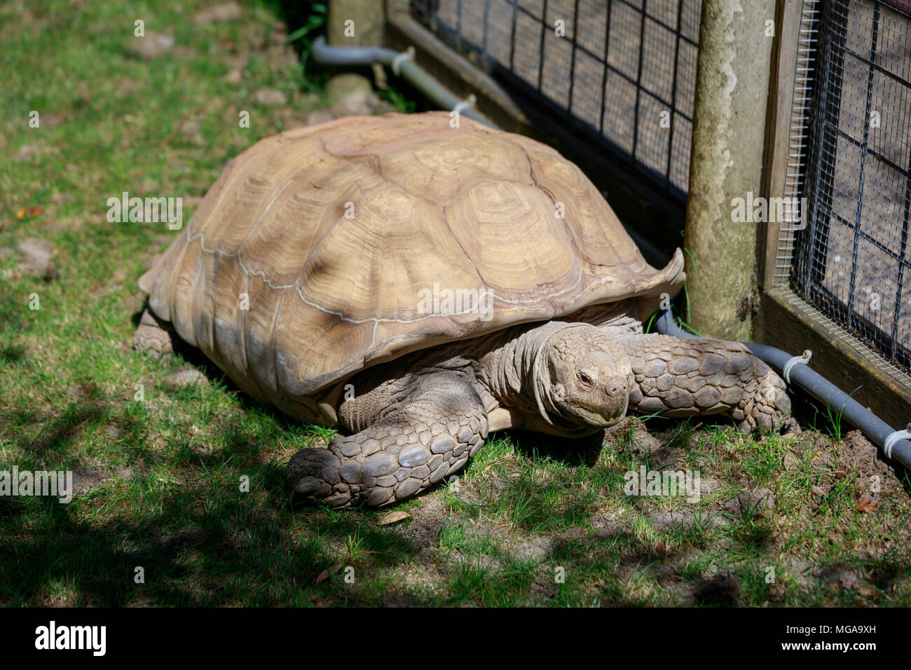 African mountain tortoise hi-res stock photography and images - Alamy