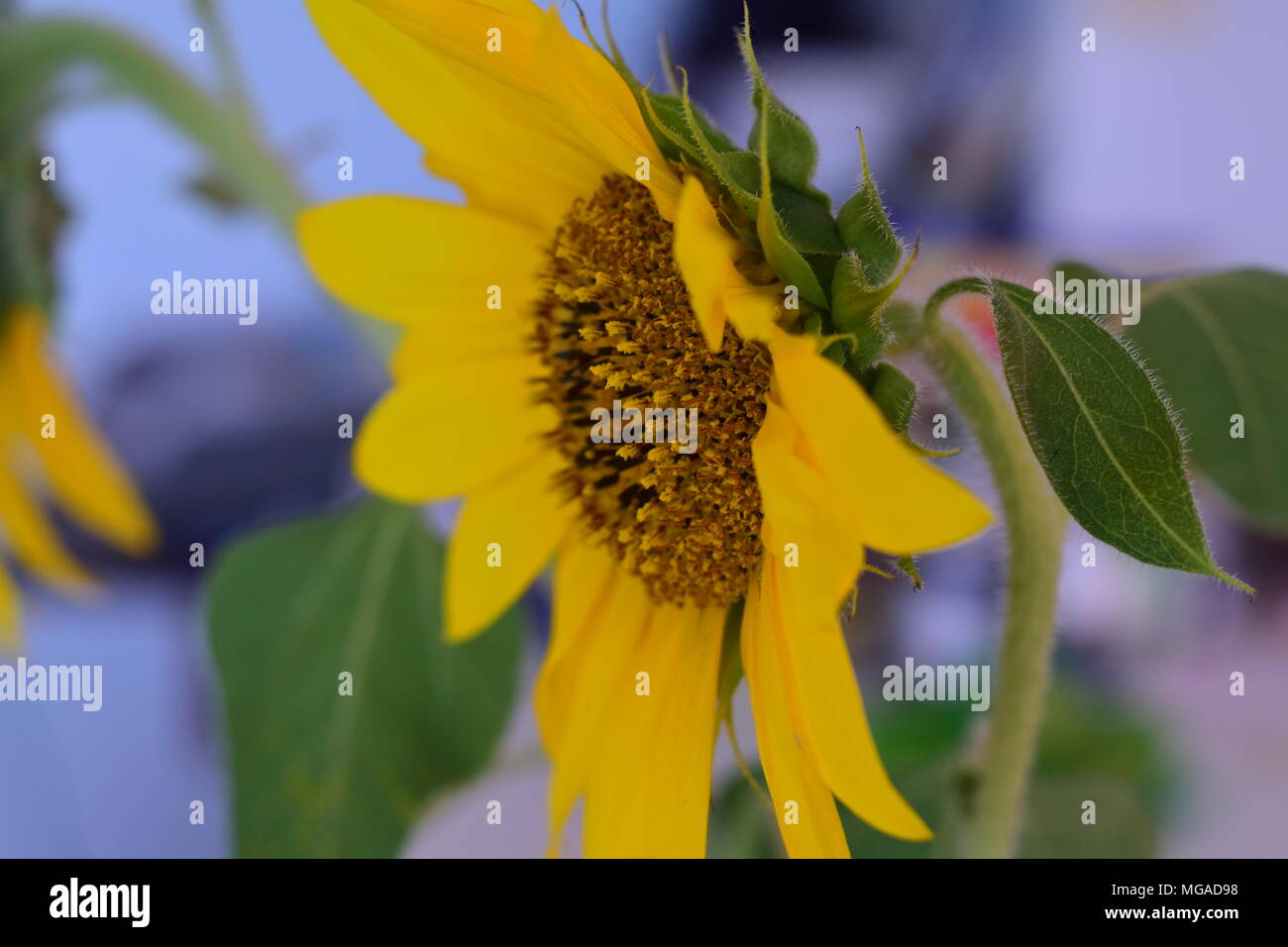 Low Aperture Photography