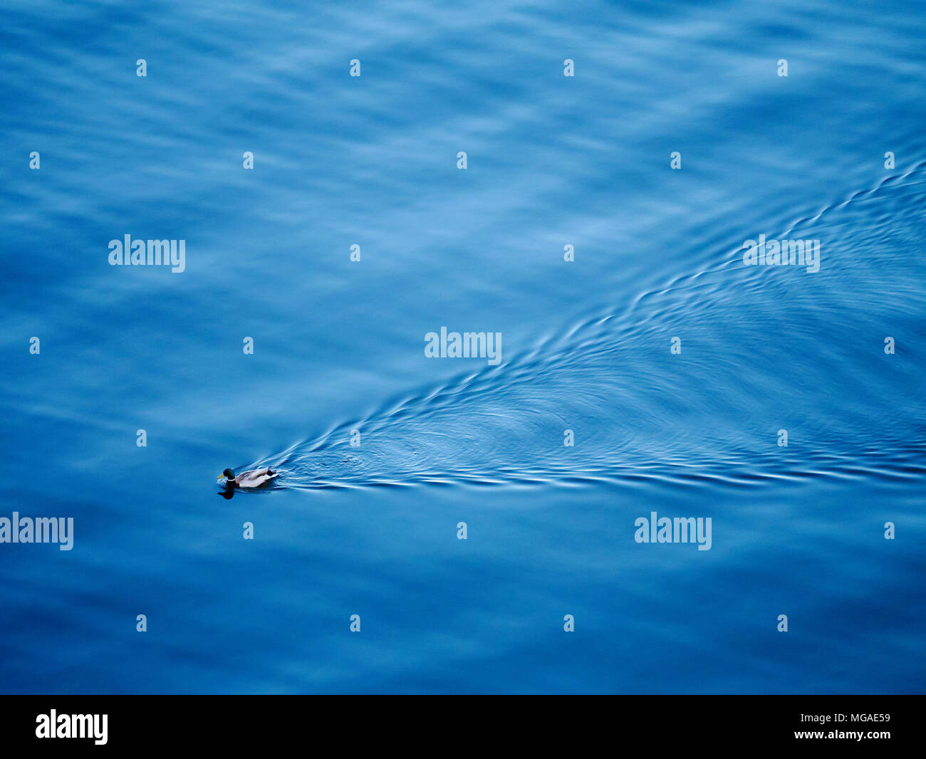 Male mallard duck swimming, leaving wake. Lake Monona, Wisconsin Stock ...