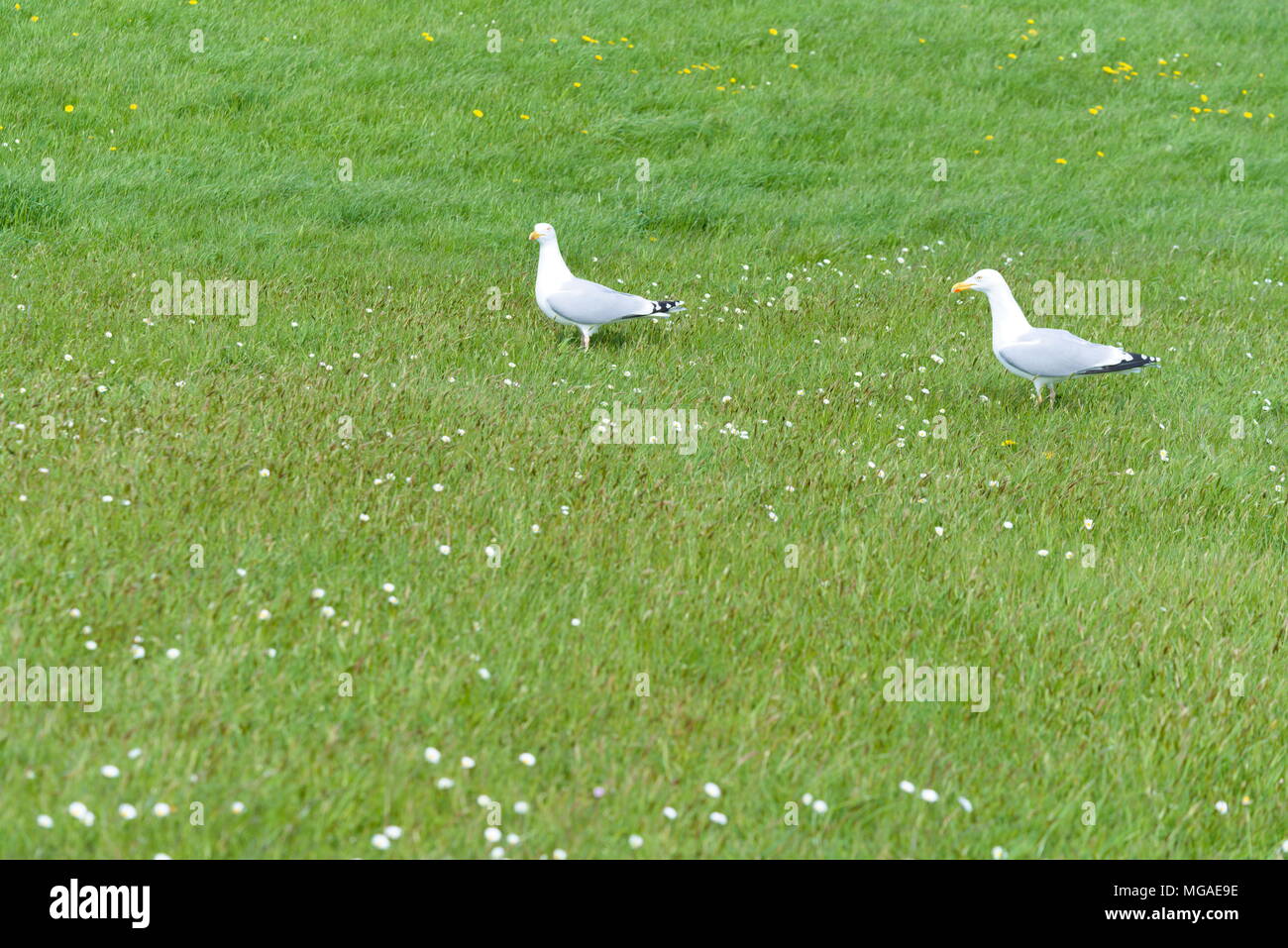 Seagulls beak hi-res stock photography and images - Alamy