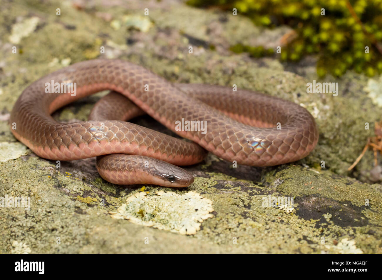 Eastern worm snake hi-res stock photography and images - Alamy
