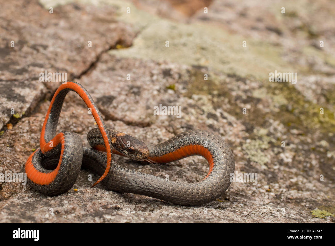 Northern red belly snake showing it's bright underside - Storeria ...