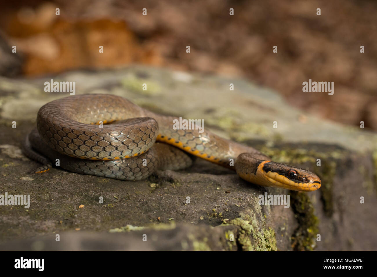 Northern ringneck snake - Diadophis punctatus Stock Photo - Alamy