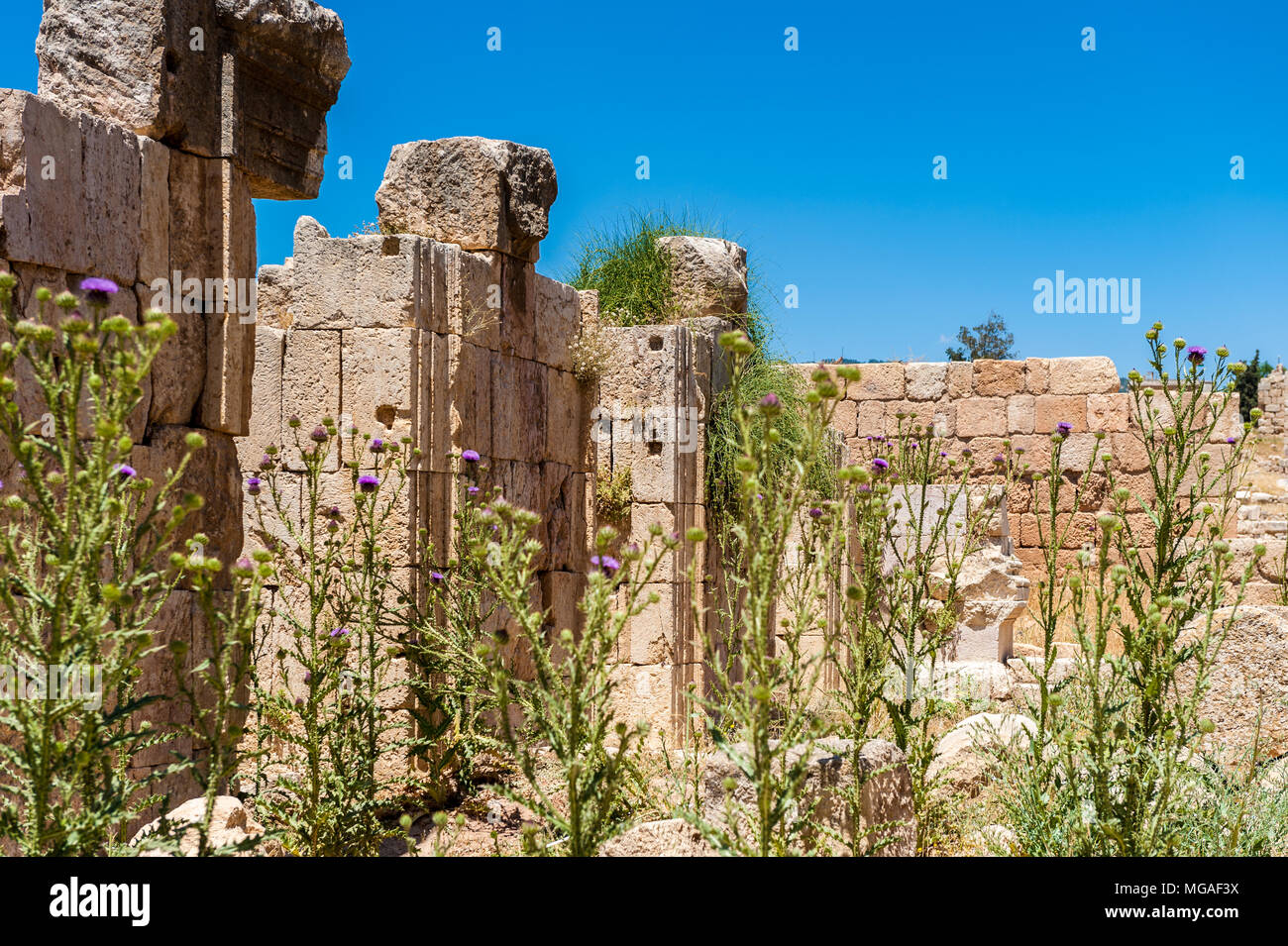 Columns of the cardo maximus, Ancient Roman city of Gerasa, modern ...