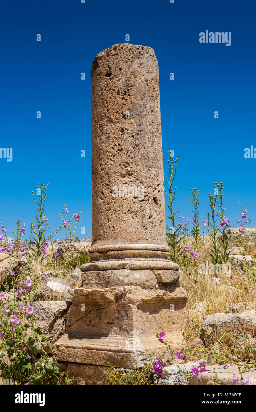 Columns of the cardo maximus, Ancient Roman city of Gerasa of Antiquity ...