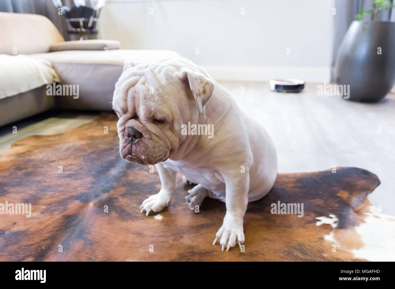 Sad Bulldog On Couch