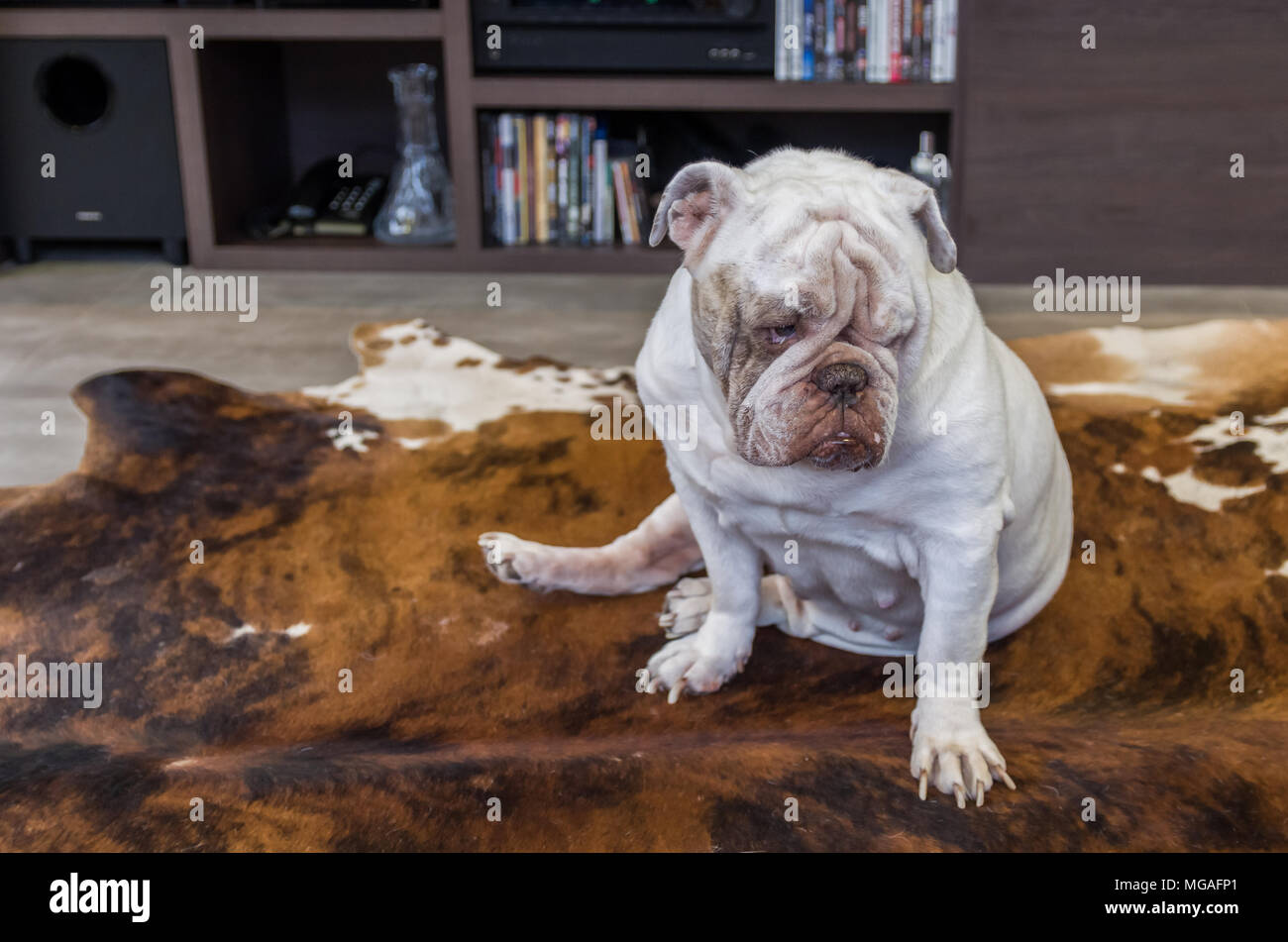 White English bulldog upset, sad in the living room of the house, dog ...