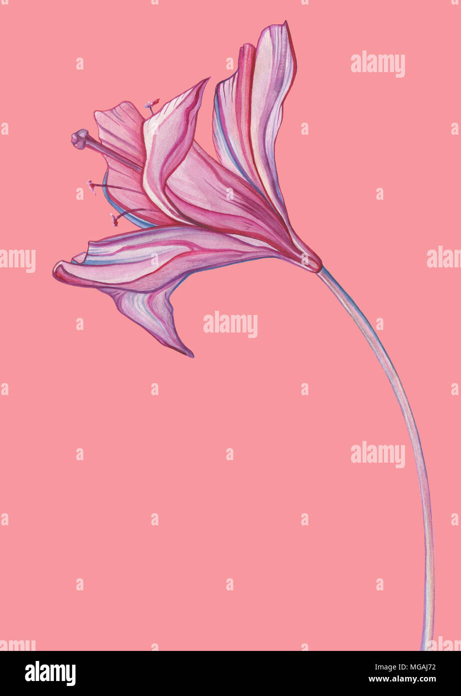 Abstract Flowers. Hand painted Watercolor botanical illustration Stock ...