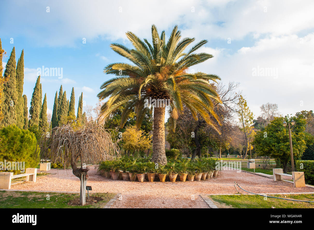 Palm tree in the Eram Garden, historic Persian garden in Shiraz, Iran ...