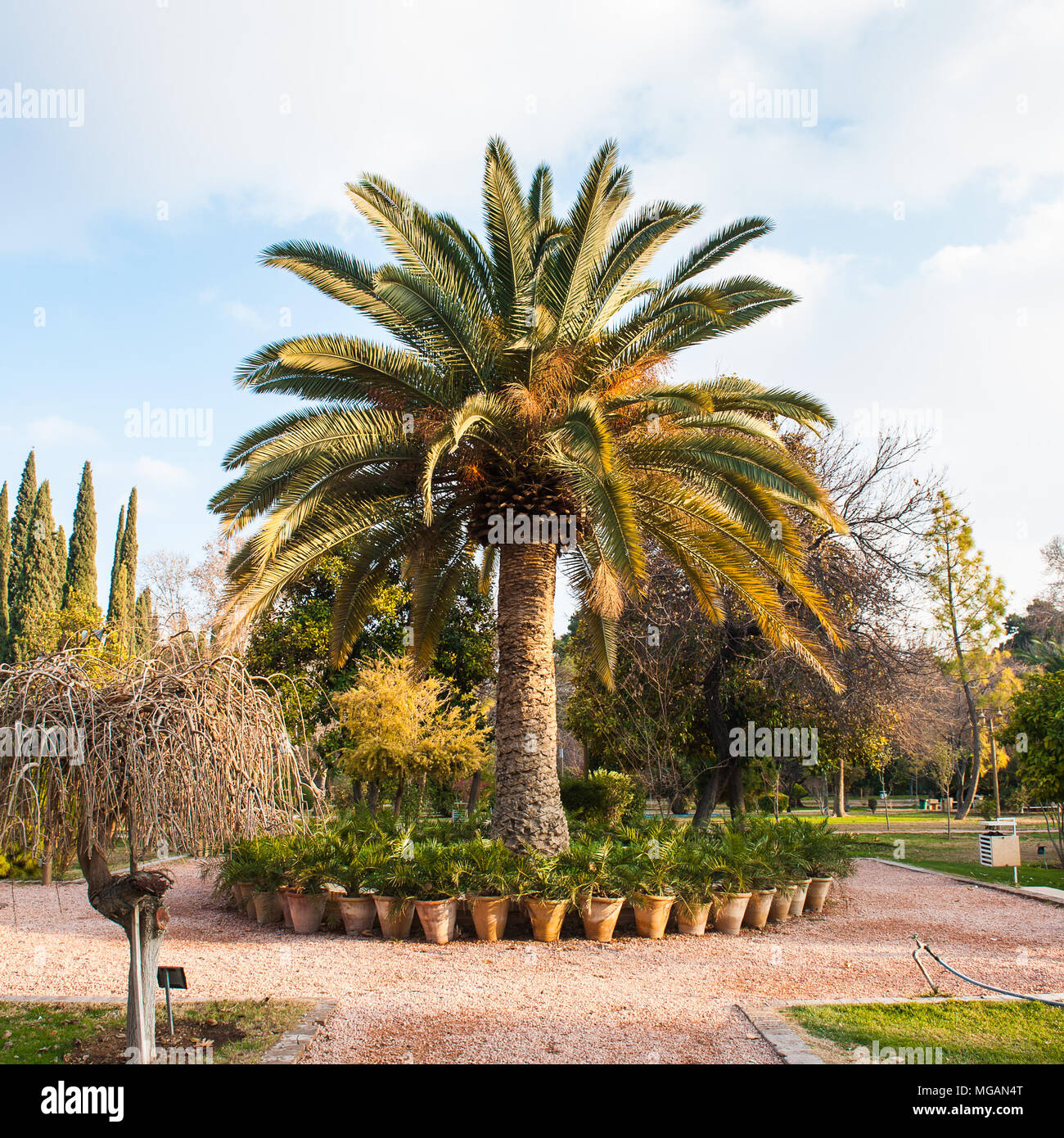 Palm tree in the Eram Garden, historic Persian garden in Shiraz, Iran ...