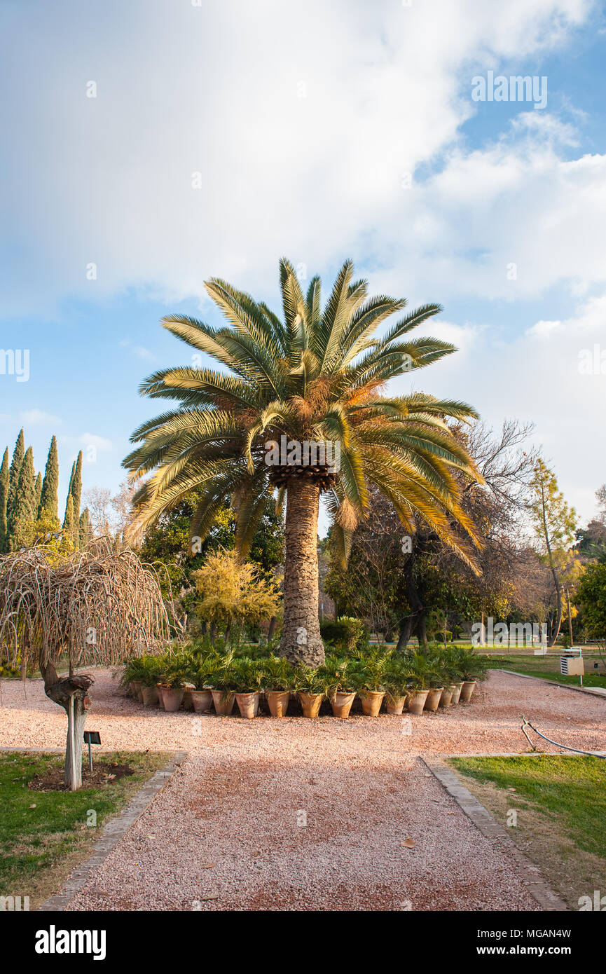Palm tree in the Eram Garden, historic Persian garden in Shiraz, Iran ...