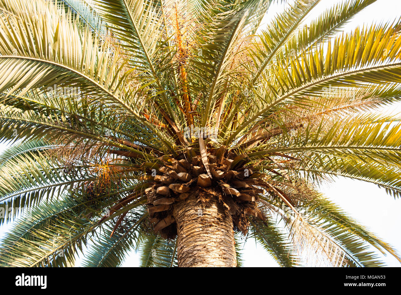 Palm tree in the Eram Garden, historic Persian garden in Shiraz, Iran ...
