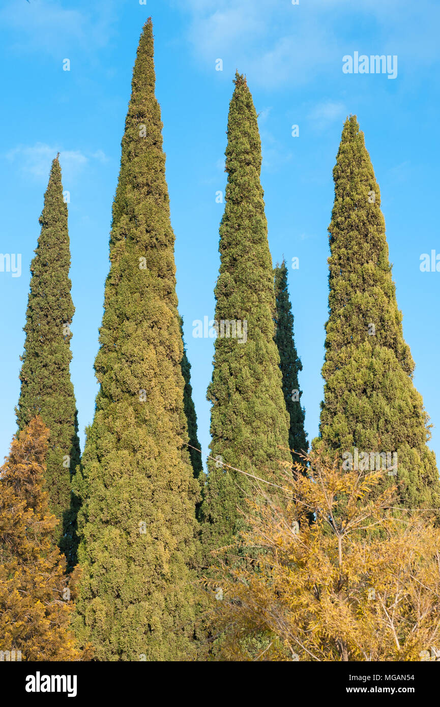 Trees in the Eram Garden, historic Persian garden in Shiraz, Iran ...