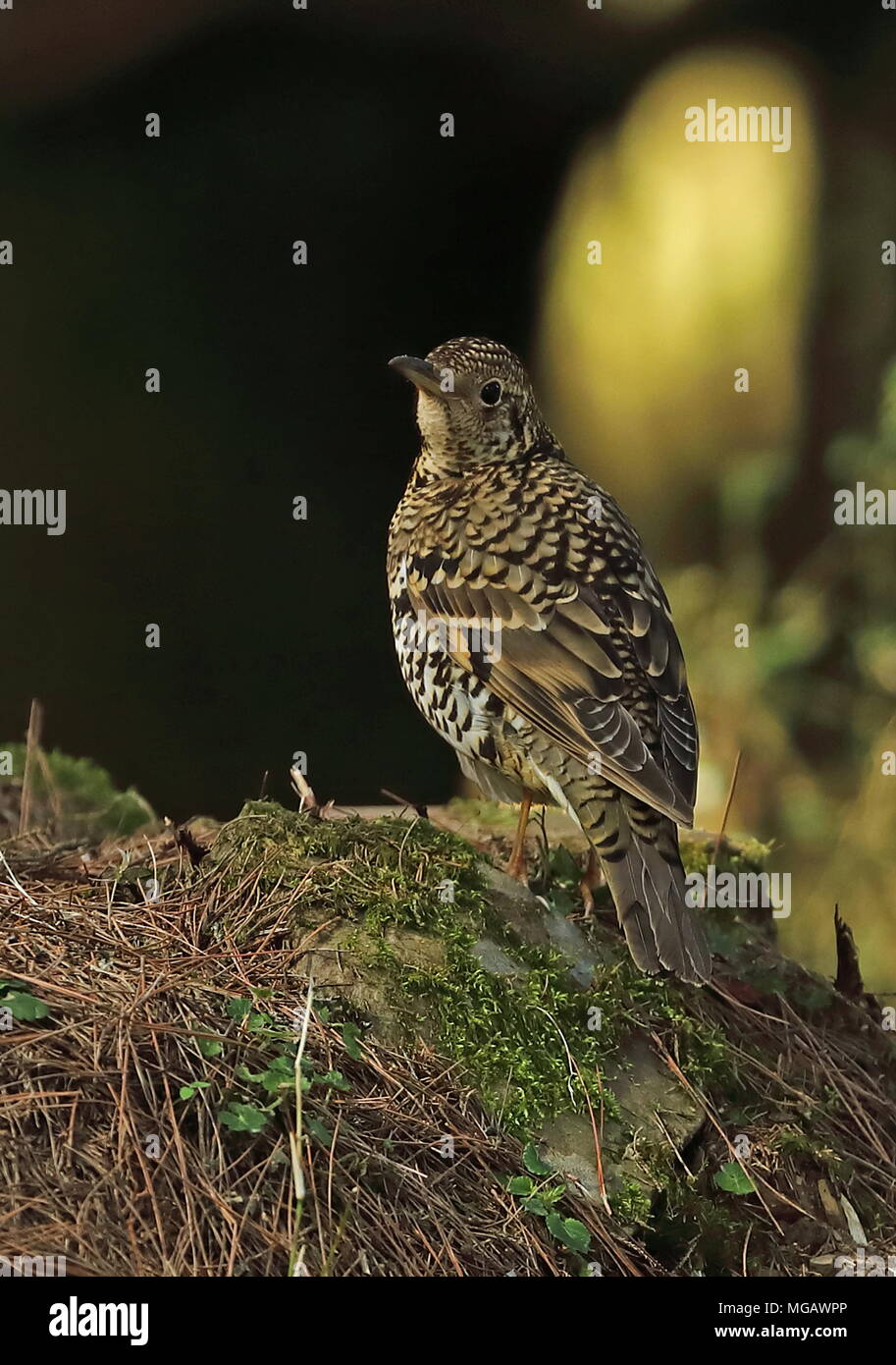 White's Thrush (Zoothera aurea) adult standing on forest floor Yushan ...