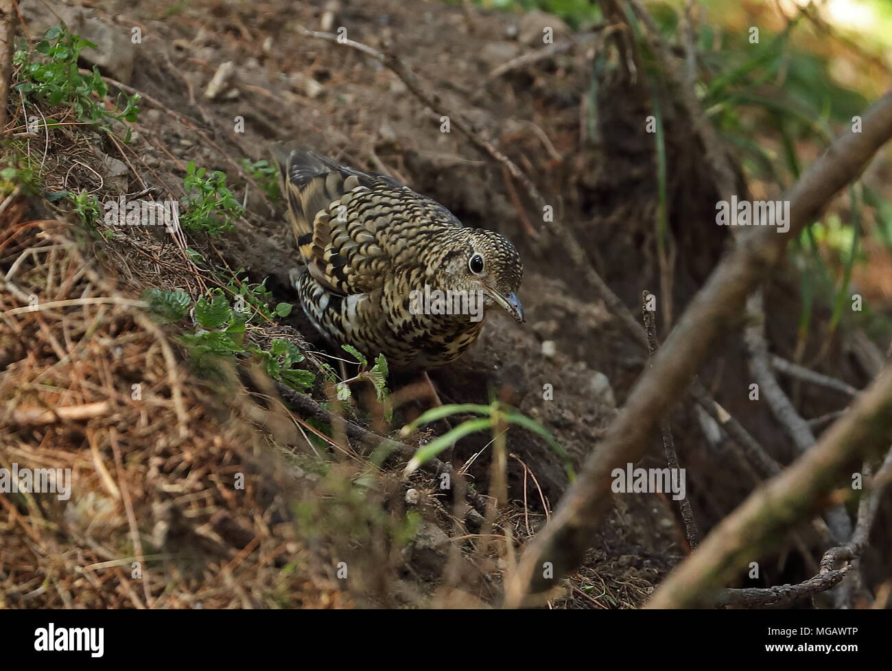 White's Thrush (Zoothera aurea) adult foraging on ground Yushan ...