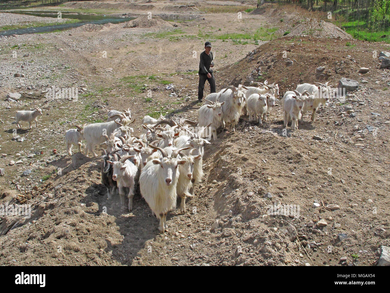 goat heard driving heard of goats up track Hebei, China May Stock Photo ...