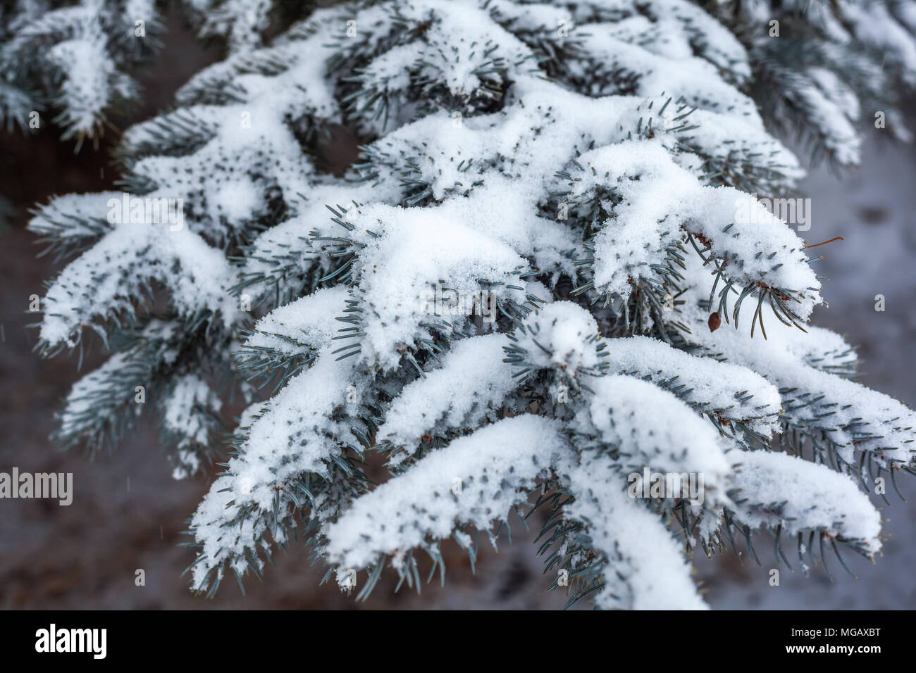 Snow Covered Pine Tree Branches Close Up Stock Photo - Alamy