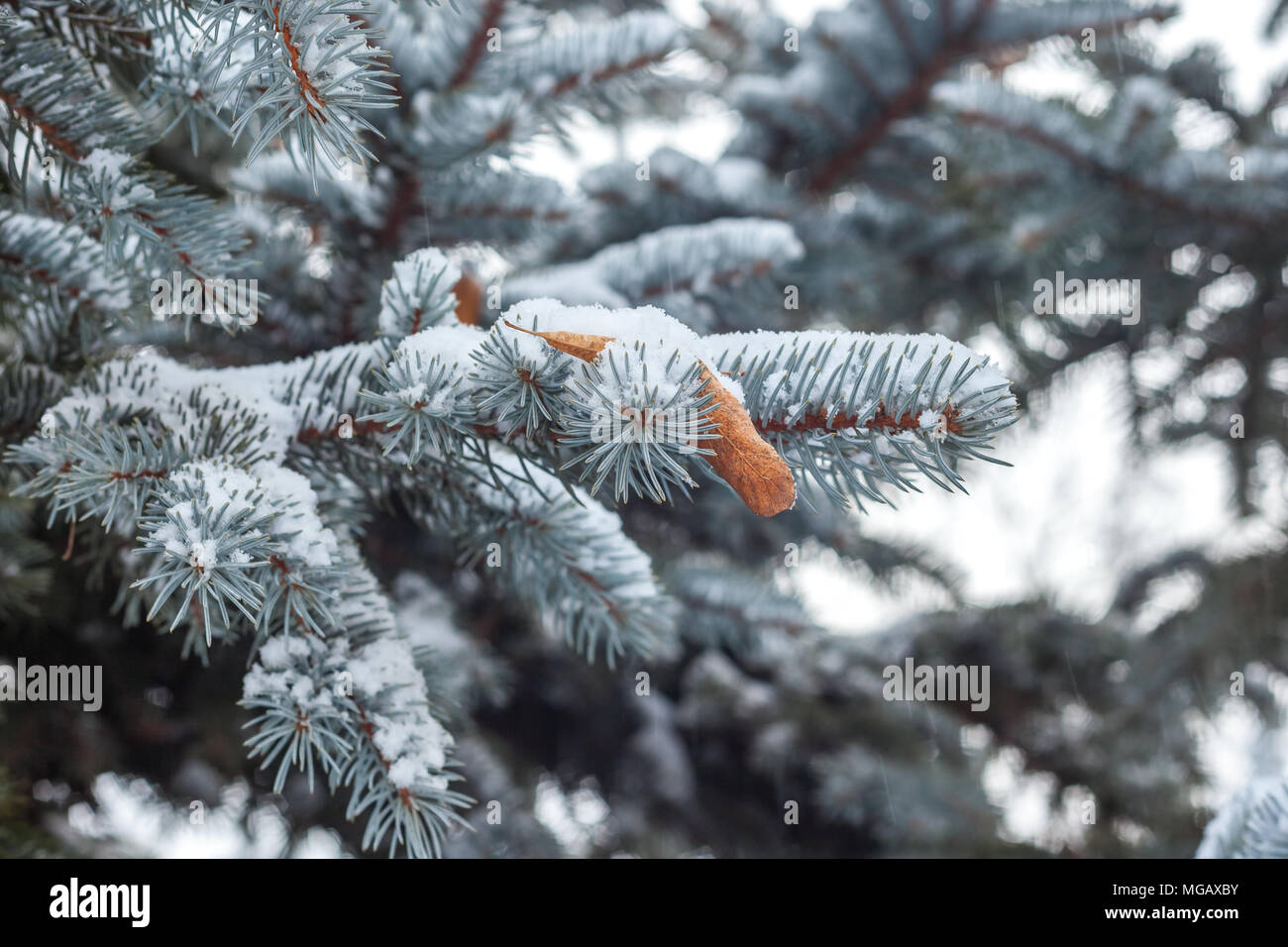 Snow Covered Pine Tree Branches Close Up Stock Photo - Alamy