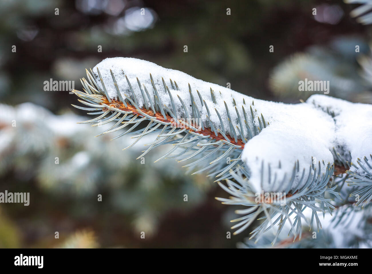 Snow Covered Pine Tree Branches Close Up Stock Photo - Alamy