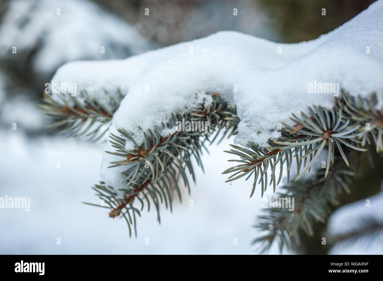 Snow Covered Pine Tree Branches Close Up Stock Photo - Alamy