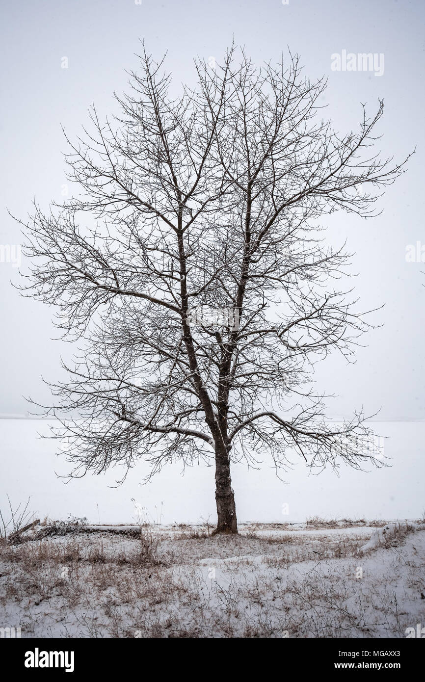 Bazaleti lake hi-res stock photography and images - Alamy