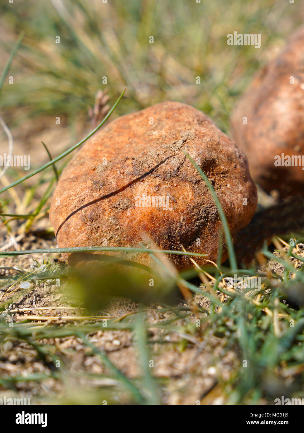 White truffle on ground Stock Photo - Alamy