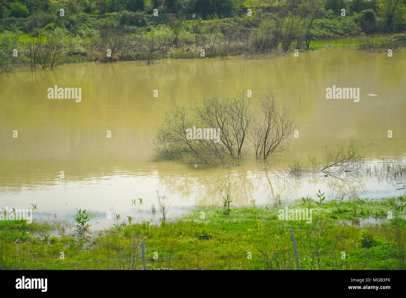 Tree with green branch in the river bed after flood Stock Photo - Alamy