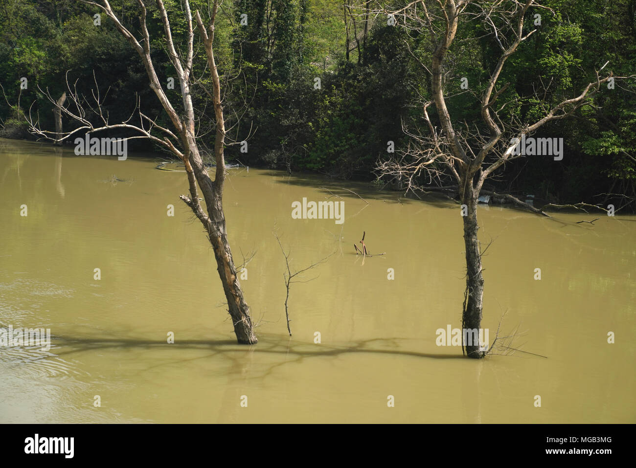 Dead two trees in the river bed after flood Stock Photo - Alamy
